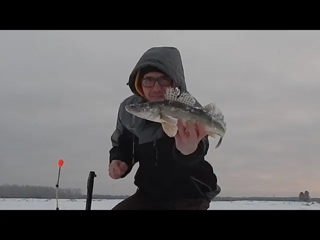 Самая удачная неделя. Каждый день с рыбой. Жирные налимы, судак, стерлядь.