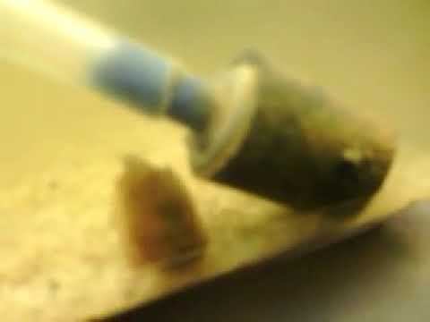Щитень Triops cancriformis. Возраст: 15-18 суток.