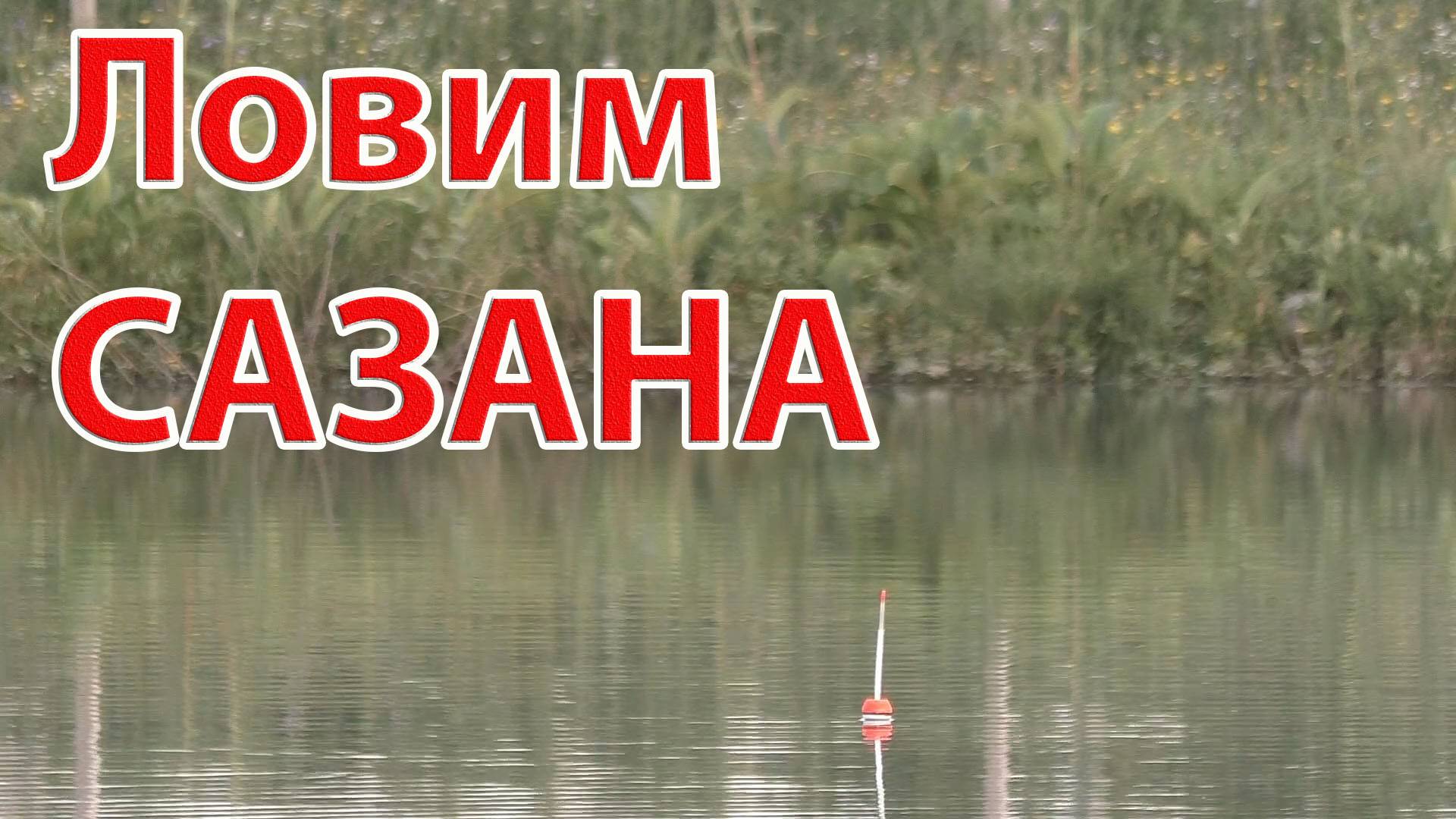 Ловля карпа и сазана