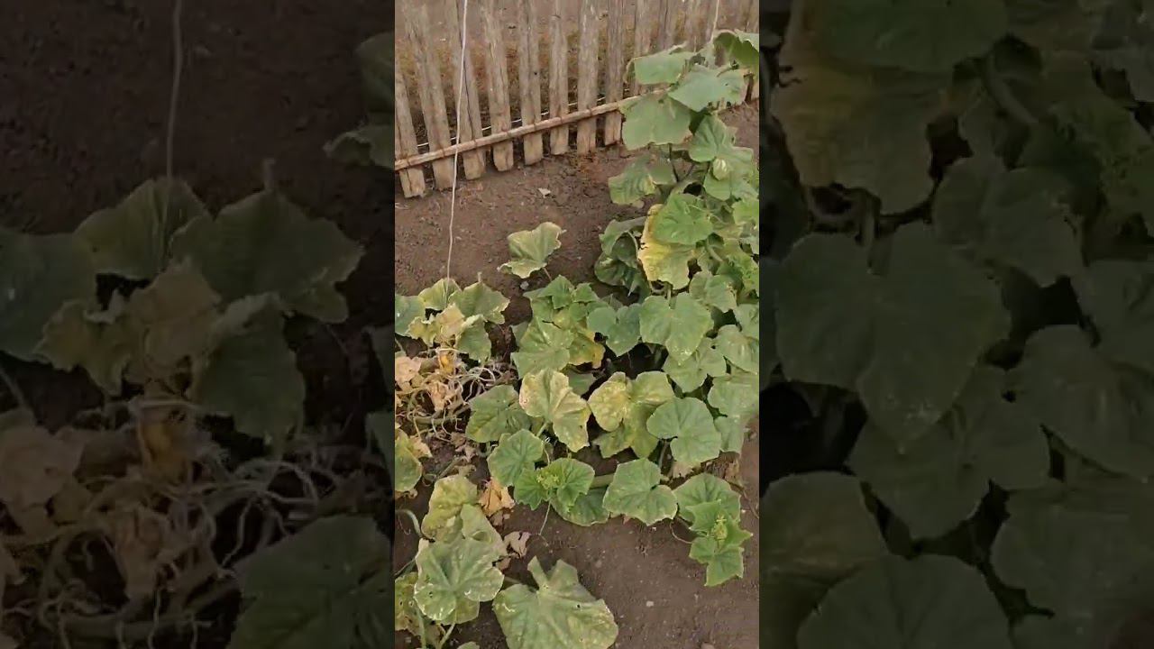 Стоит ли сажать огурцы и помидоры под сидераты. Проверил на своем участке .