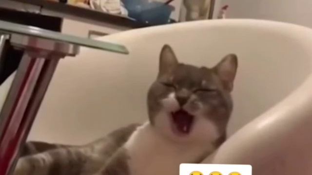 Не смей зевать!