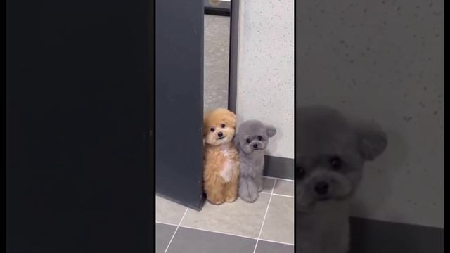 Мы охранники вапщето, квартиру охраняем )))т