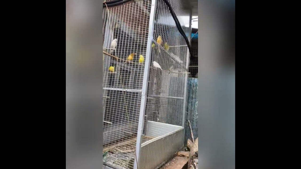 Гибридизация,канарейки 2022г