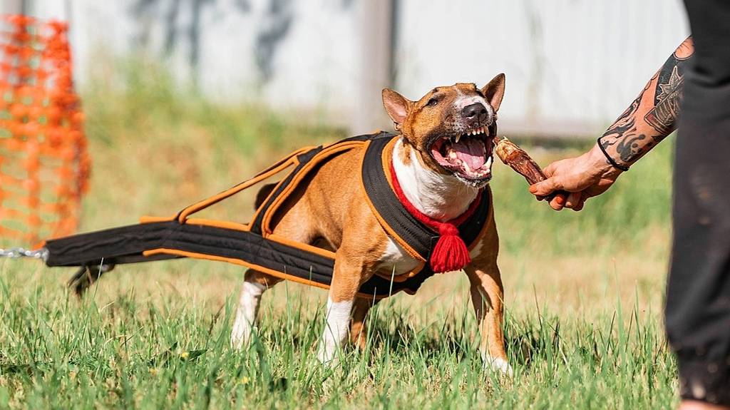 Минибуль Маки на соревнованиях по пит-стафф многоборью