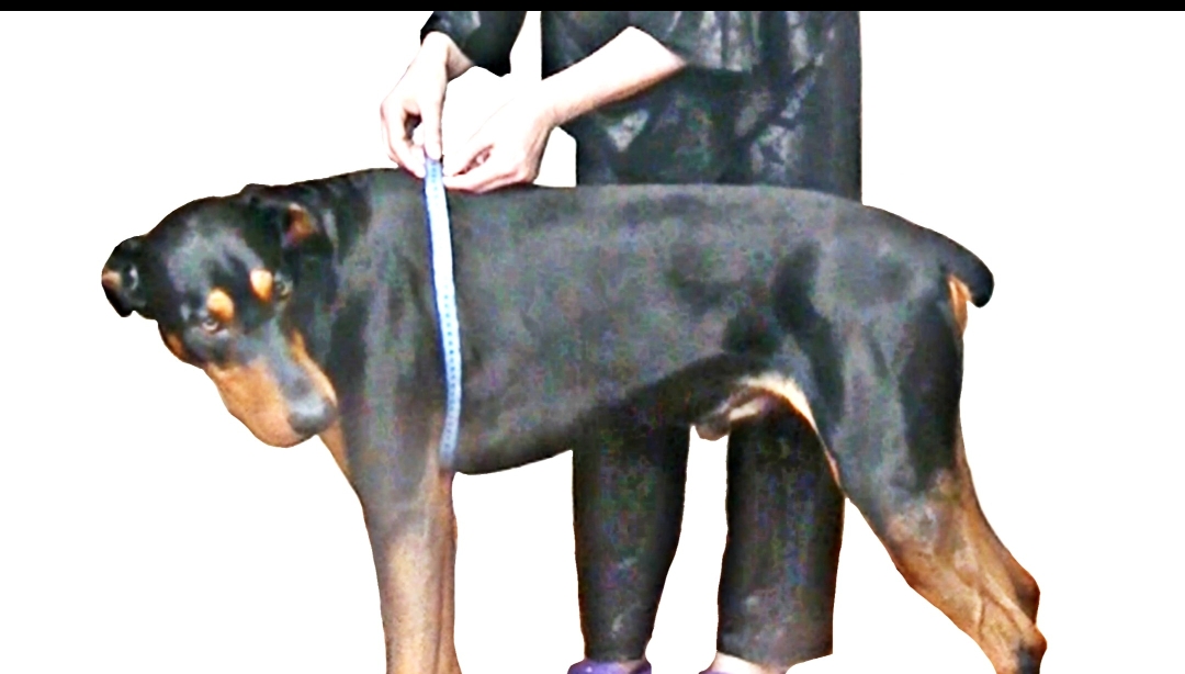 Снимаем мерки с большой собаки.