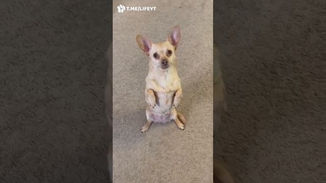 Игра на доверие