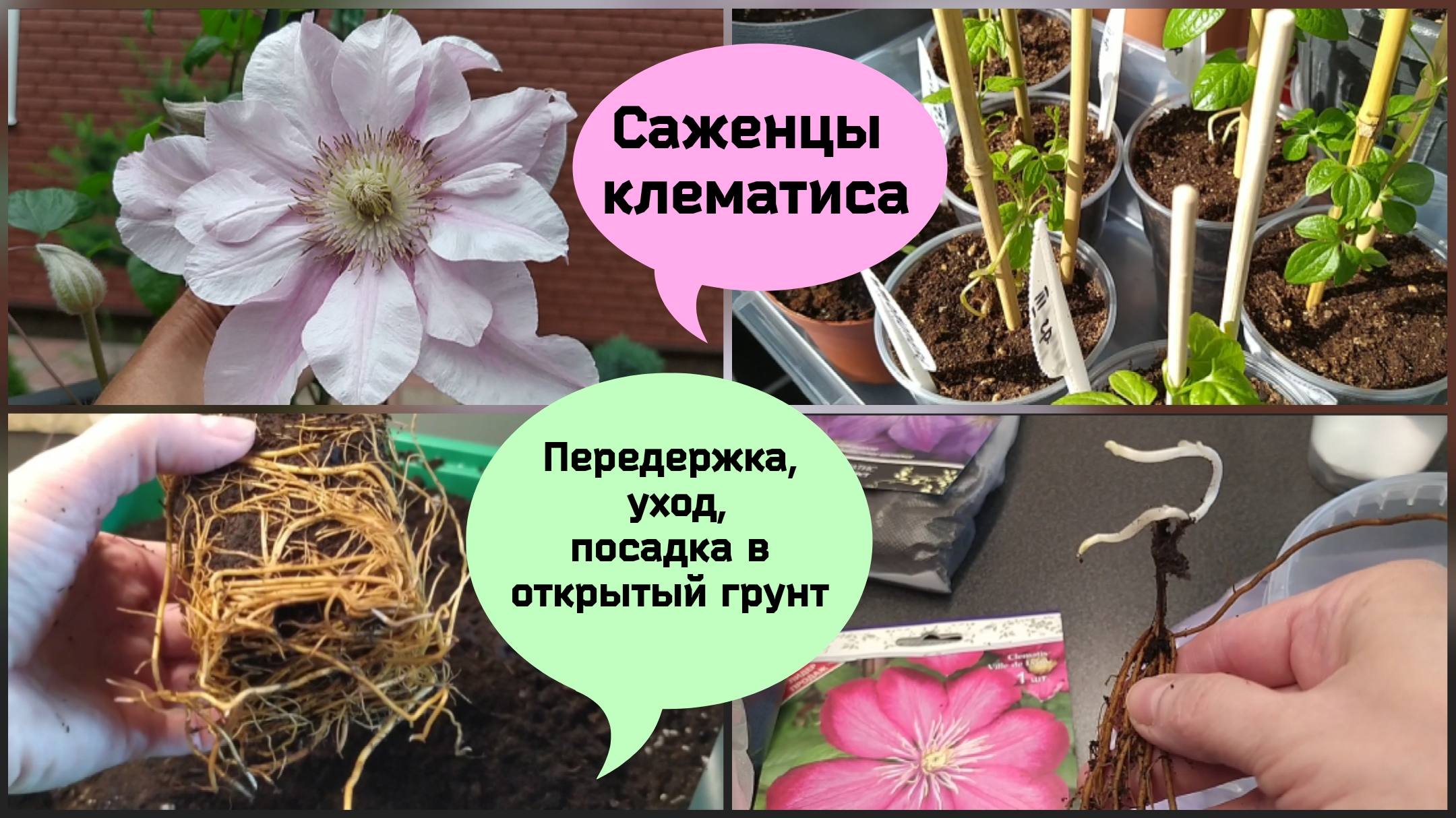 Саженцы клематисов.Передержка, уход, посадка в открытый грунт.