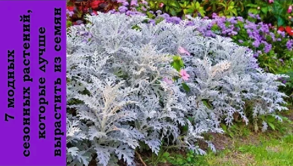 ❀ 7 модных сезонных растений, которые лучше вырастить из семян