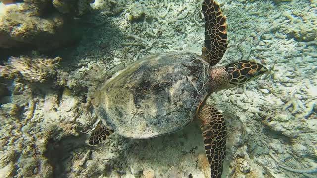 Мальдивы. Встретили черепаху. Fihalhohi Island Resort