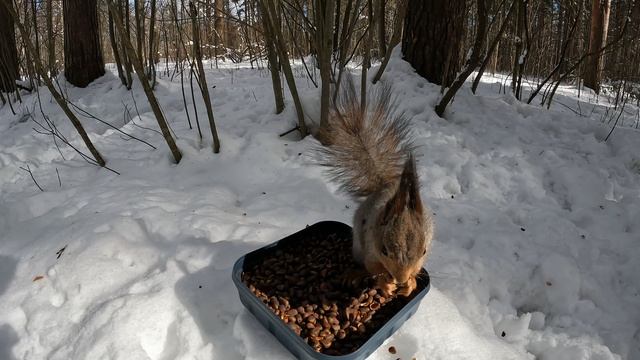 Санкт-Петербург Парк Александрино  Зима   Белки и кедровые орехи
