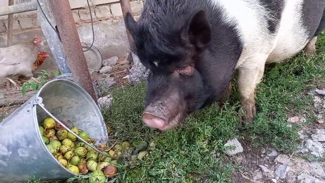 Вьетнамская свиноматка..