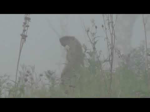 Кто прячется в тумане