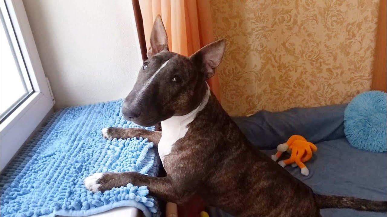 На улице дождь, а дома игрухи, вкусняхи и в телевизоре котов показывают!