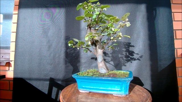 Бонсай айва обыкновенная Cydonia oblonga Common quince осень 2022 год