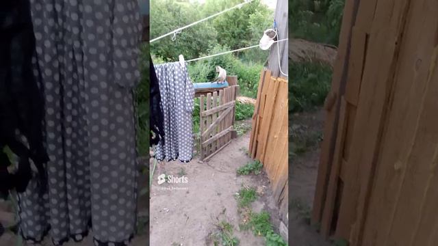 котенок залез на забор