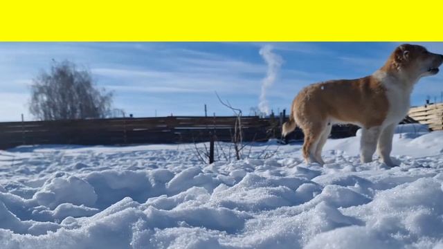 Как научить собаку клички