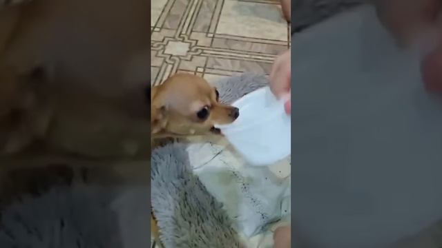 злой пëсель