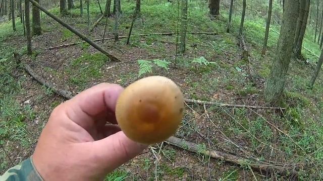 Грибы во время засухи, сбор черники..mp4