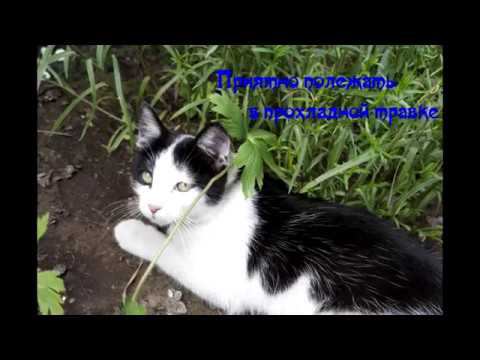 Где тусят кошки
