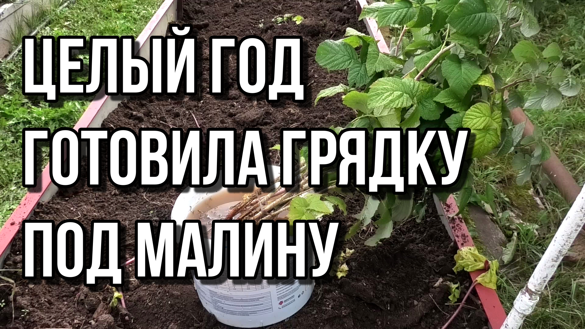 Малина Новость Кузьмина. Целый год готовила грядку под посадку.