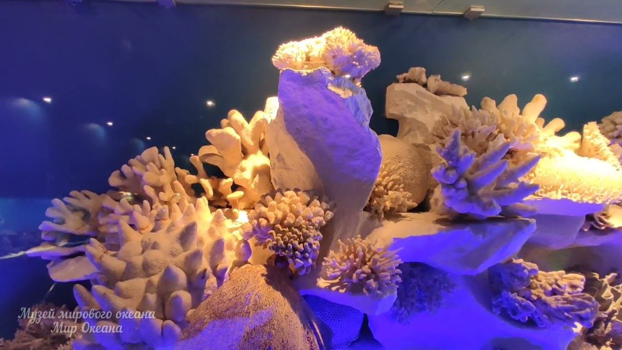 Музей Мирового Океана | Мир Океана | Калининград