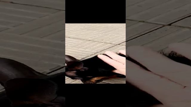 Собака радуется теплу. Теперь можно не трястись перед выходом на улицу