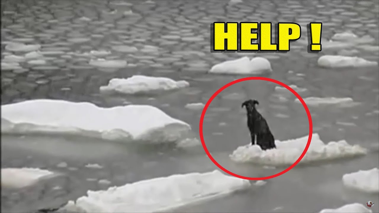 Невероятные случаи везения и спасение животных попавших в трудную ситуацию. Podborkin TV