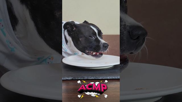 АСМР Стейк из свинины прекрасен 👂 #asmr #mukbang #staffy #dog #pet #асмр #мукбанг #стаффи #еда