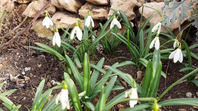 Галантусы на ветру