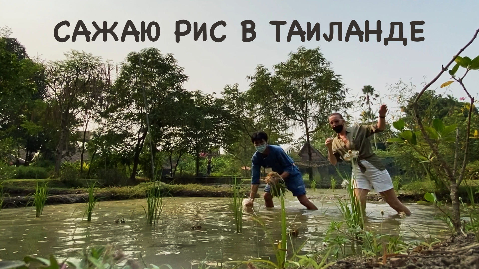 Бангкок, Таиланд. Я фермер! Сажаю рис в деревне Patom Organic Village