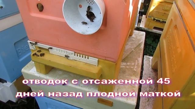 октябрь на пасеке - прошло 45 дней после отсадки матки из семьи пчел, в семье пчел расплода нет