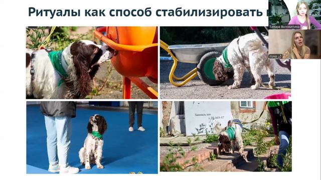 Возбудимые собаки. Веб. Часть 3