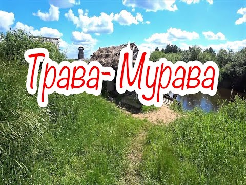 песня "Трава-Мурава" от Братьев Радченко - (О любви немало песен сложено)