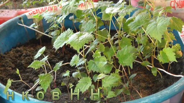 Новые гибридные комбинации