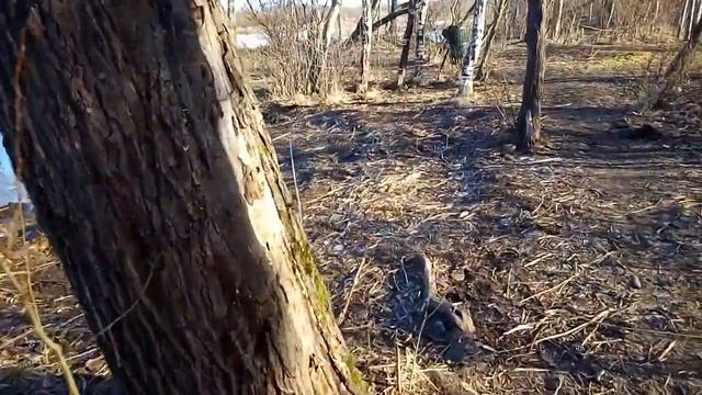 07.04.2021 год . Прогулка в Юнтоловском заказнике.