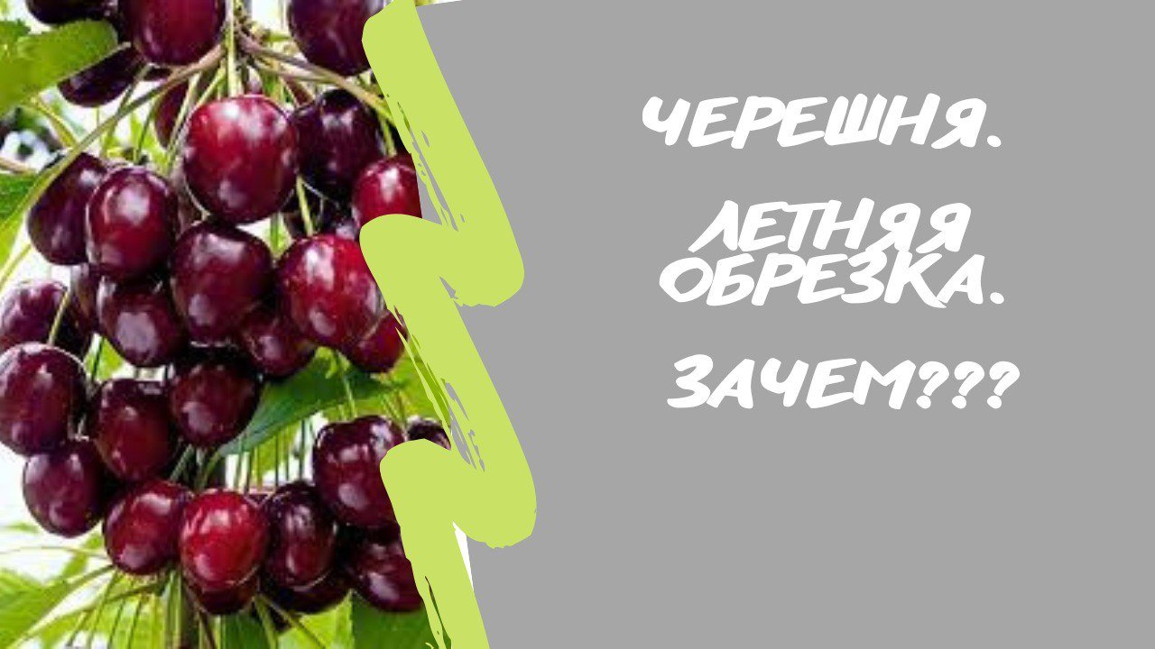Черешня.? Летняя обрезка. Зачем ????