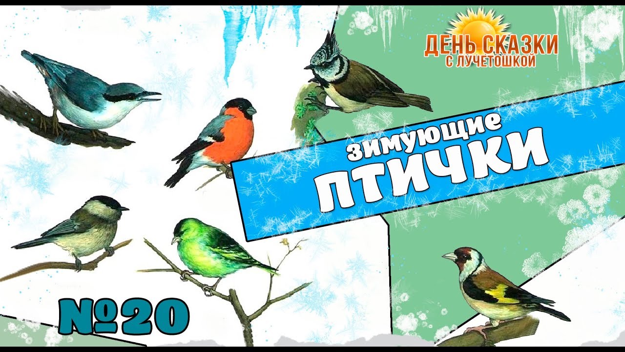 День сказки с Лучетошкой. Юбилейный выпуск №20. Птички