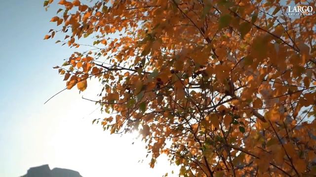 ЧЕРНЫЙ ВОРОН_АРТ ГРУППА ЛАРГО