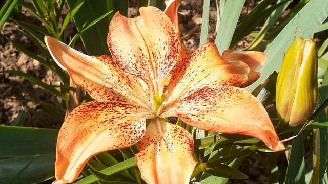 лилия ЭЛИШНА (Власова' 2024)