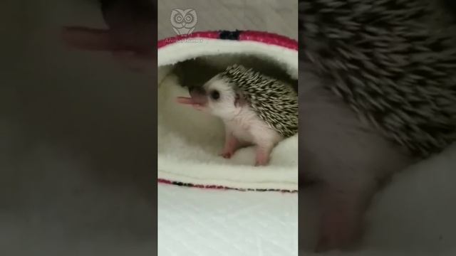 Ёжики активны ночью, поэтому плохое зрение у них компенсируют прекрасный нюх и слух.