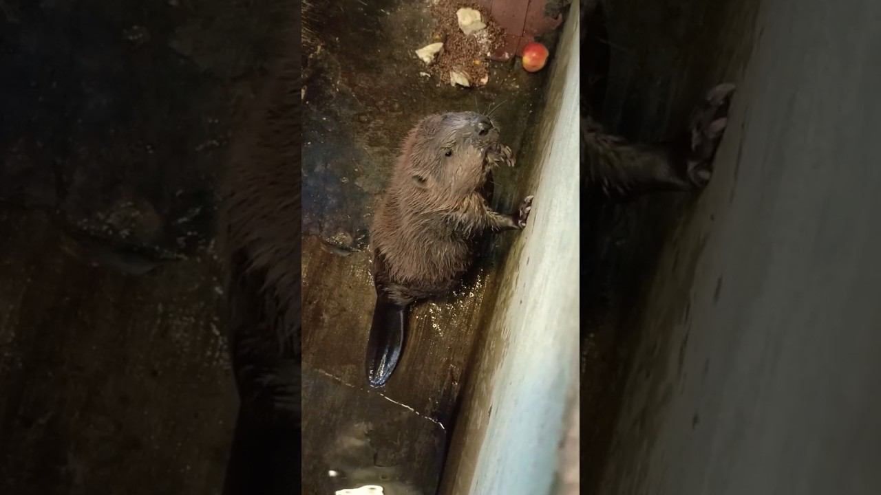 #shorts Бобры-добры