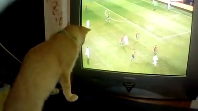 Кот весь в игре