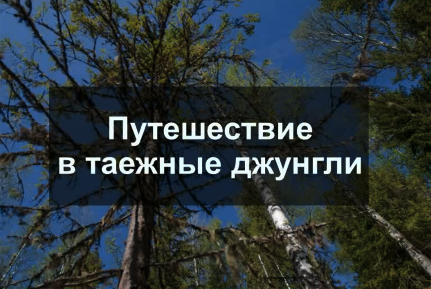 «Путешествие в таежные джунгли»