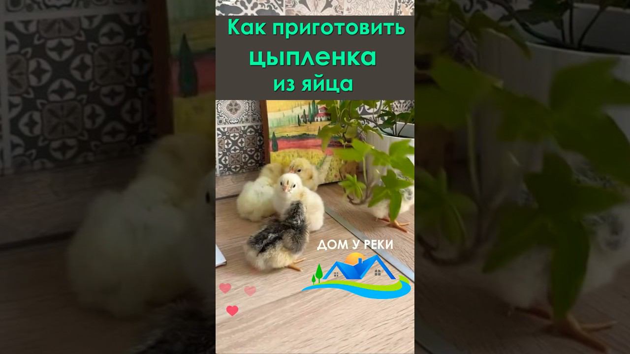 Экспериментальный вылуп #домуреки #жизньвдеревне #инкубатор #инкубацияяиц #эксперимент