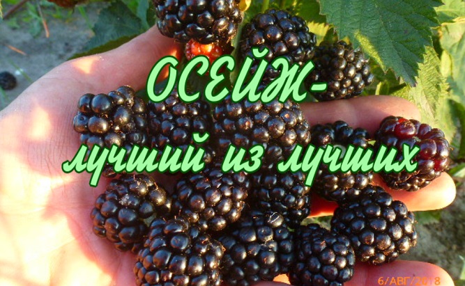 Сорт ежевики ОСЕЙЖ -лучший из лучших.