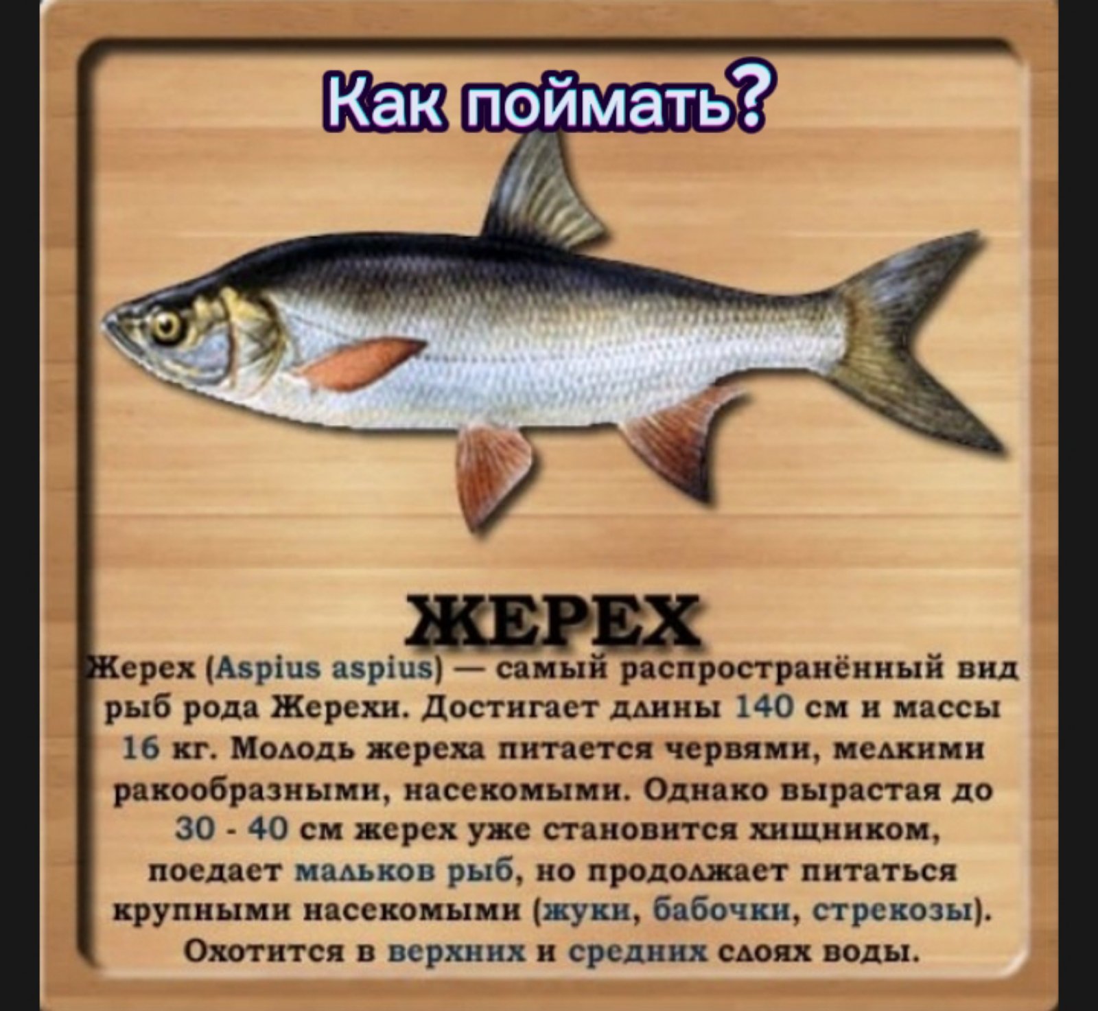 Как поймать Жереха на реке Дон, реальная рыбалка.