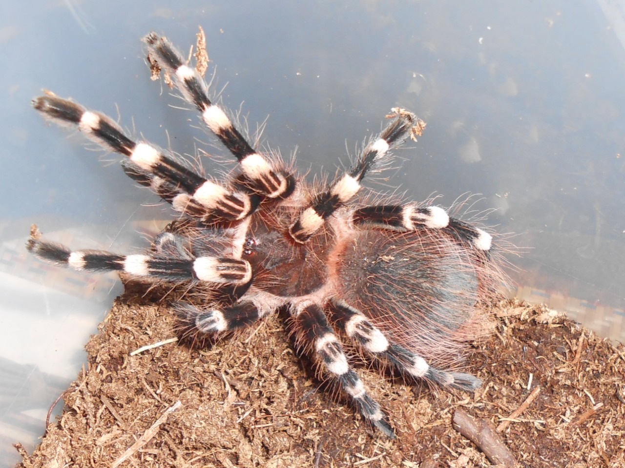 Acantoscurria geniculata охотится и питается