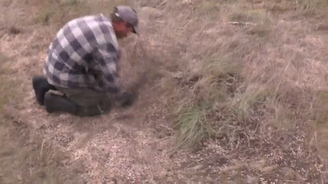 Собираем просыпанный в траву горох  06 09 2019