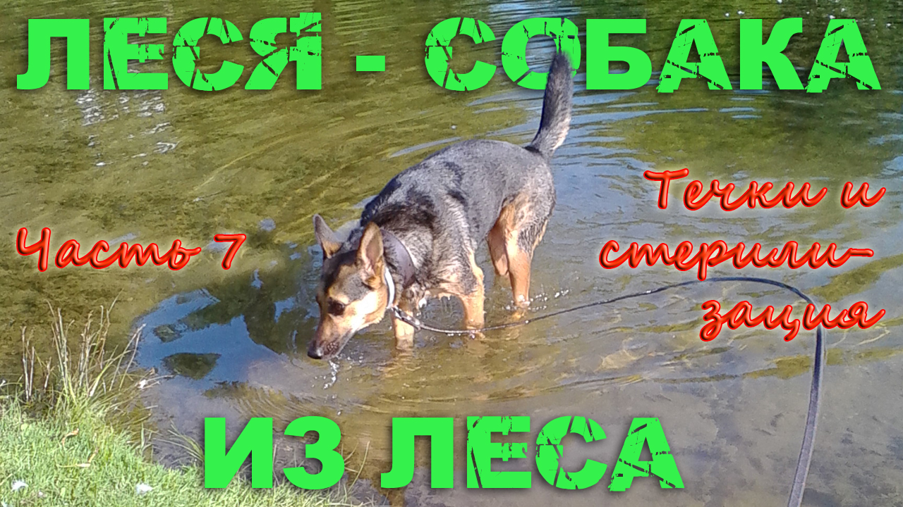 Леся - собака из леса. Часть 7: Течки и стерилизация / Мои собаки / Кинология / Зоопсихология