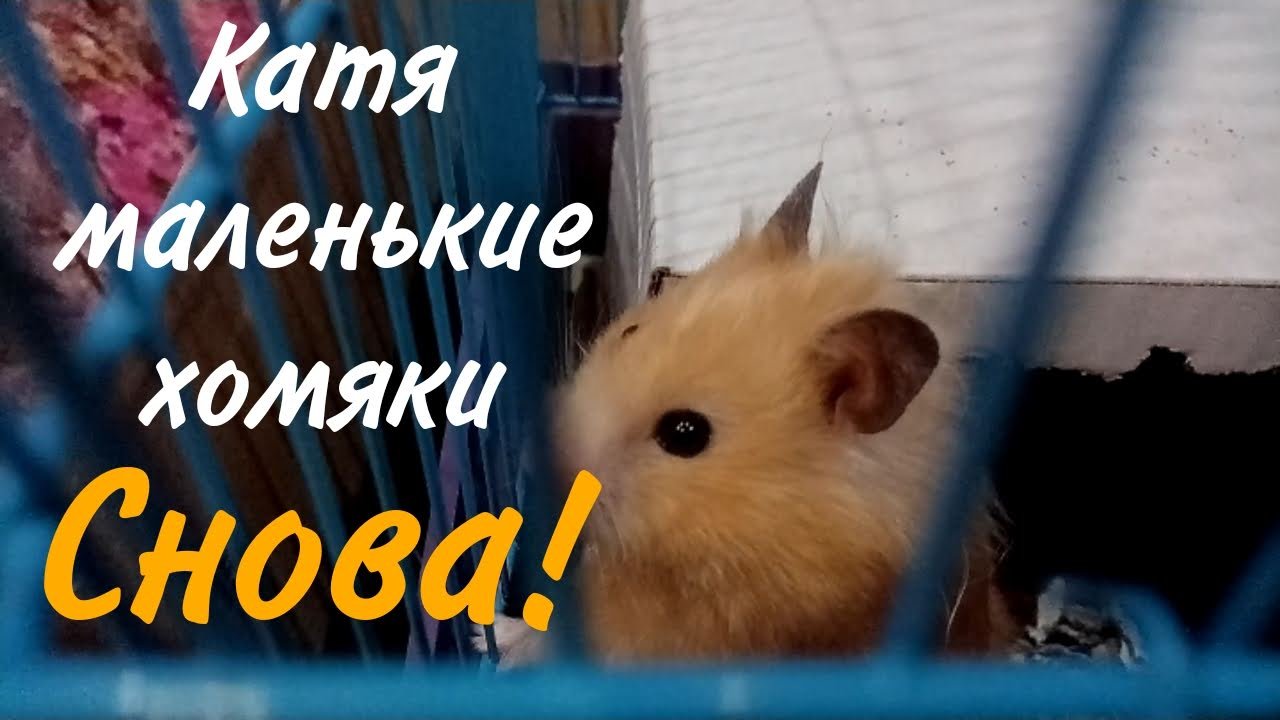 Катя маленькие хомяки Снова!